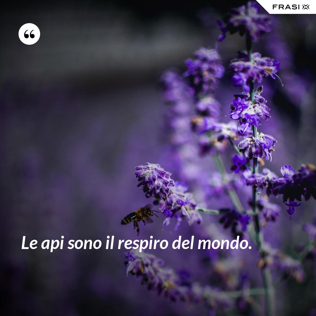 Le frasi sulle api più belle per la Giornata mondiale (20 maggio)